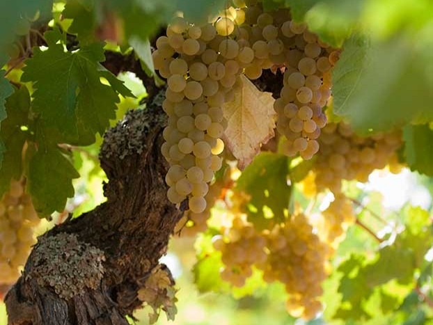 西班牙葡萄品种2026年开年特辑（二） | 西班牙美食美酒